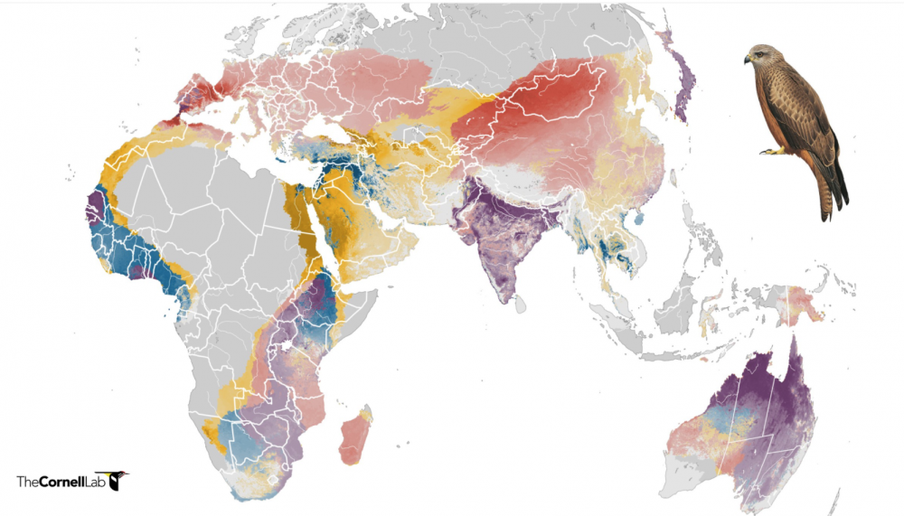 ¿Cuántas aves hay en el planeta?